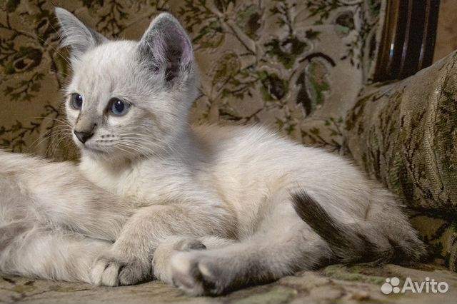 Котенок девочка