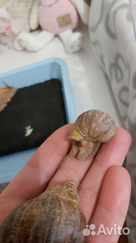 Улитки ахатины