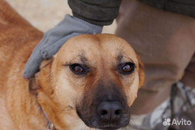 Маленькая собака Бонечка ищет дом