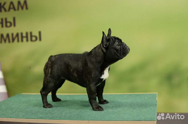 Французский бульдог Девочка РКФ