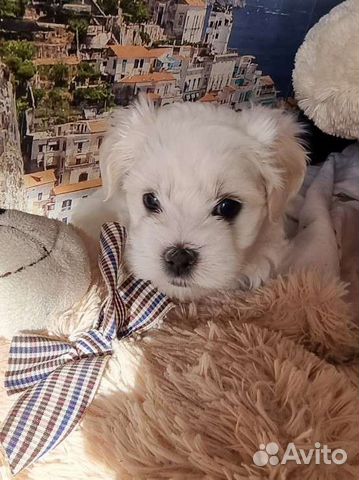 Мальтезе, мальтийская болонка