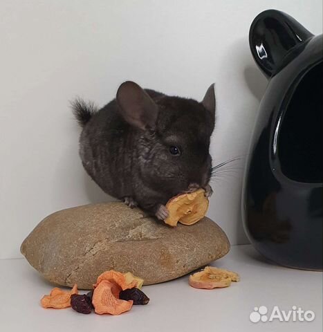 Шиншилленок девочка эбони средний (2 мес)