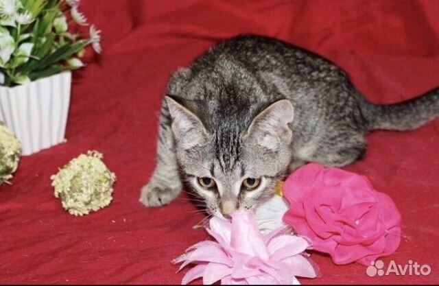 Котятки в добрые руки