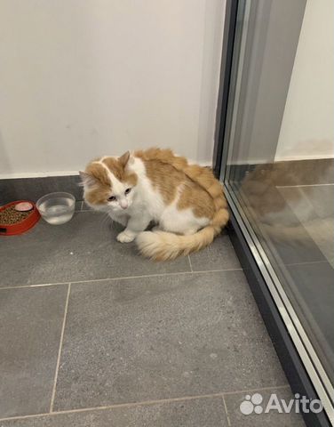 Чья потеряшка нашелся рыжий кот