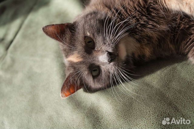 Кошка ищет дом