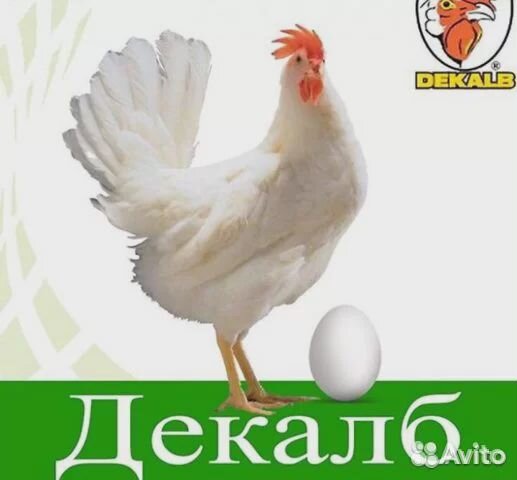 Инкубационное яйцо Декалб Уайт