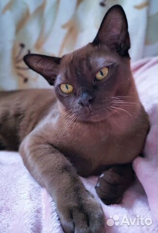 Коричневый бурманский котик