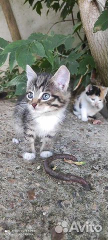 Бездомные котята в добрые руки