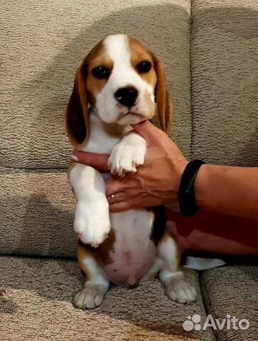 Щенок бигля
