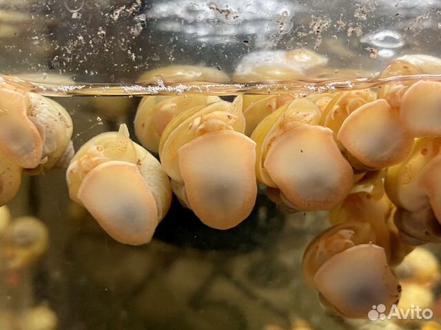 Улитки ампулярии золотистые