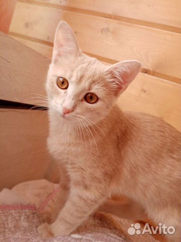 Кошка мышеловка