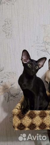Ориентальные котята