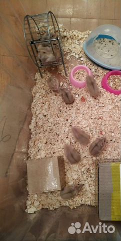 Джунгарский хомяк маленький