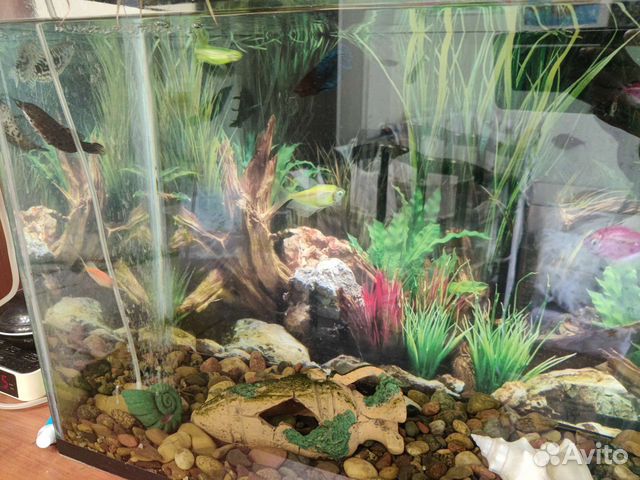 Аквариумные рыбки