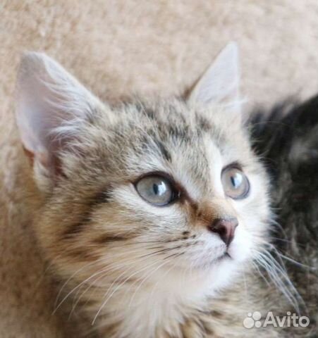 Игривый котенок Кнопа., 3 месяца