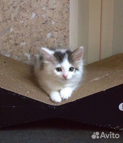 Маленький пушистик Кексик