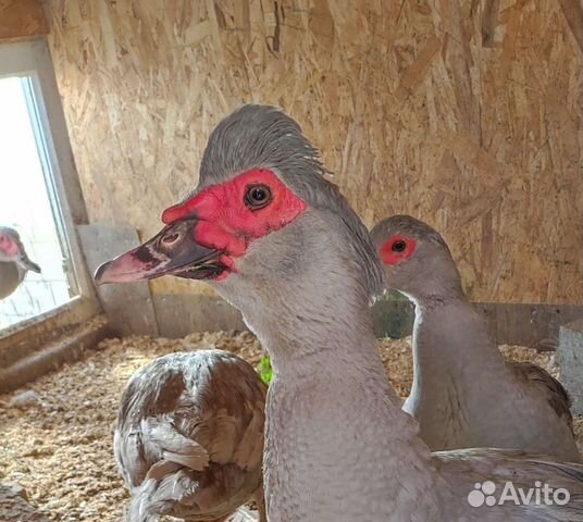 Утята мускусных уток тяжеловесных Лаванда