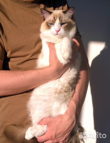 Котенок регдолл 6 мес