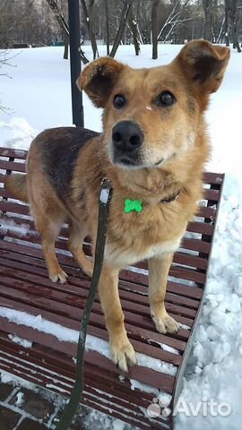 Над ним издевались люди и теперь он ищет дом