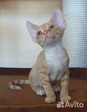 Котята девон-рекс