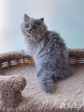 Британский длинношёрстный котёнок
