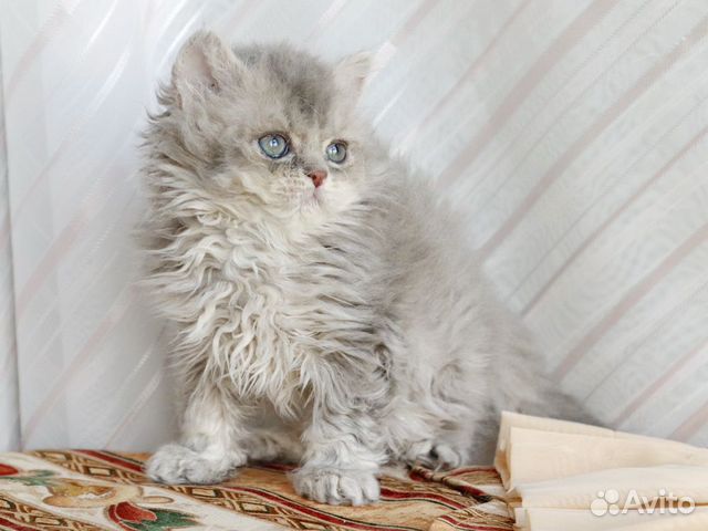 Селкирк-рекс кудрявая очаровашка