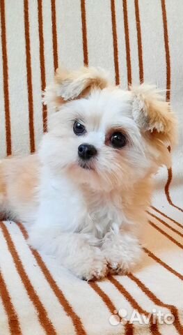 Малышка Пуговка