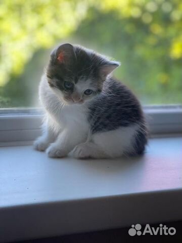 Пушистая радость от бриташки