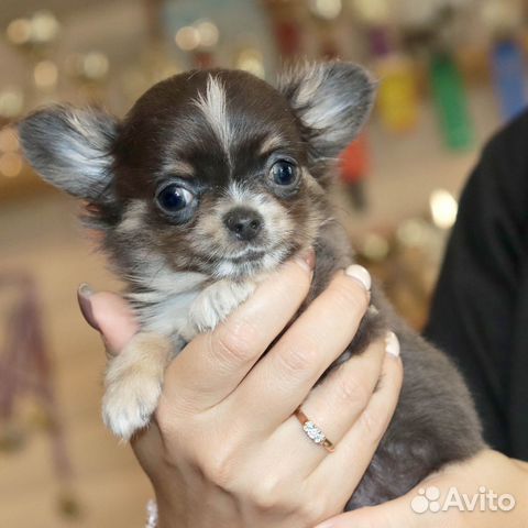 Ариэль. Голубая мини чихуахуа 2 месяца