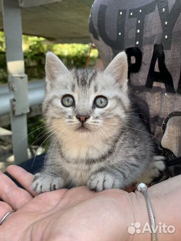 Котята близняшки