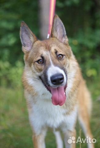 Собака Фоксик