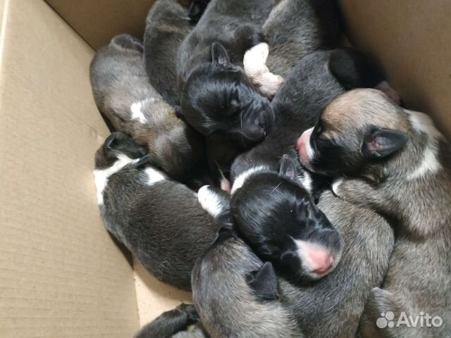 Щенок в добрые руки бесплатно