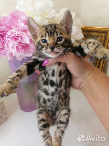 Бенгальская кошечка