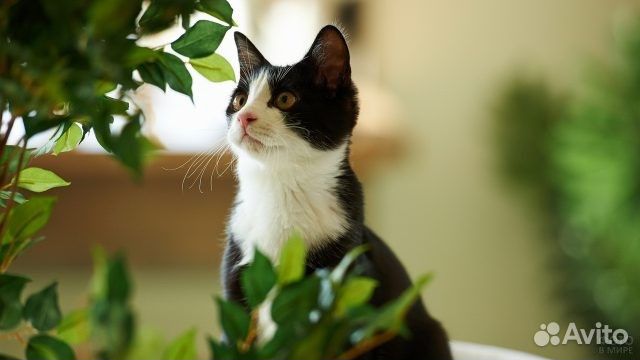 Котенок девочка Евочка в добрые руки