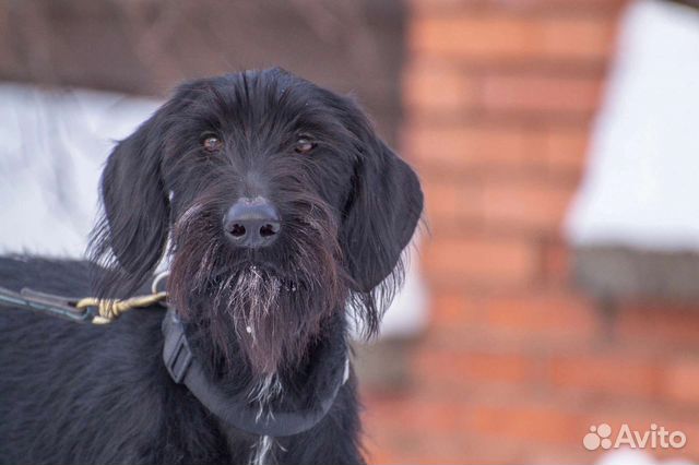 Ризеншнауцер Рафа в ответственные руки