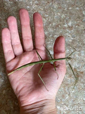 Палочники с клеткой