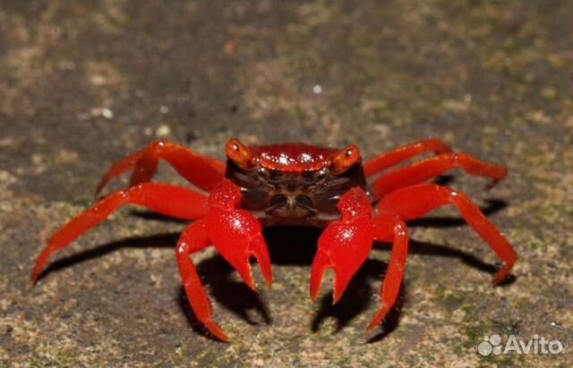 Крабы geosesarma red rubin (ruby)