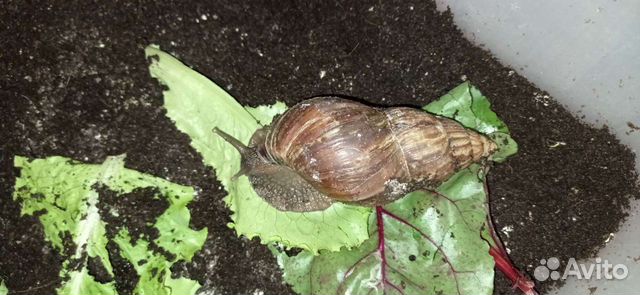 Улитки ахатины