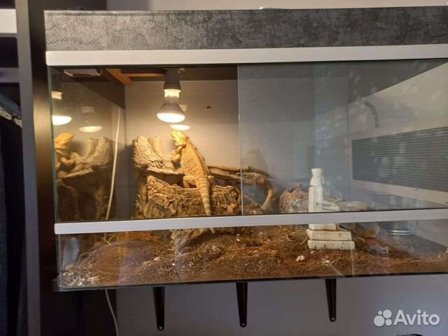 Бородатая агама с террариумом