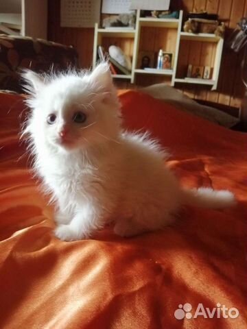 Отдаю сибирских котят