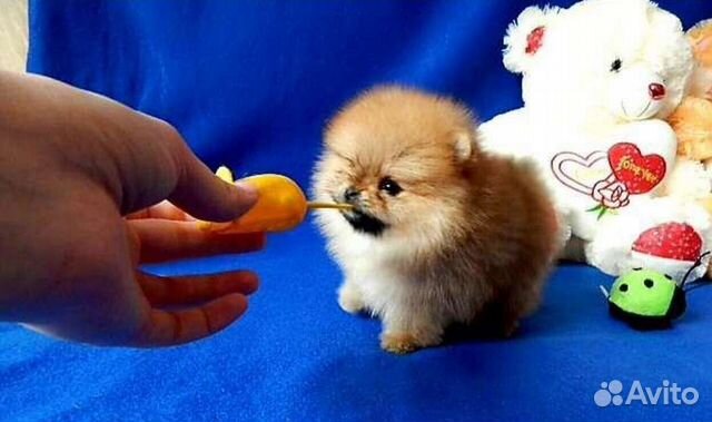 Эксклюзивные Микро и Мини Помы