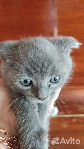 Котёнок девочка