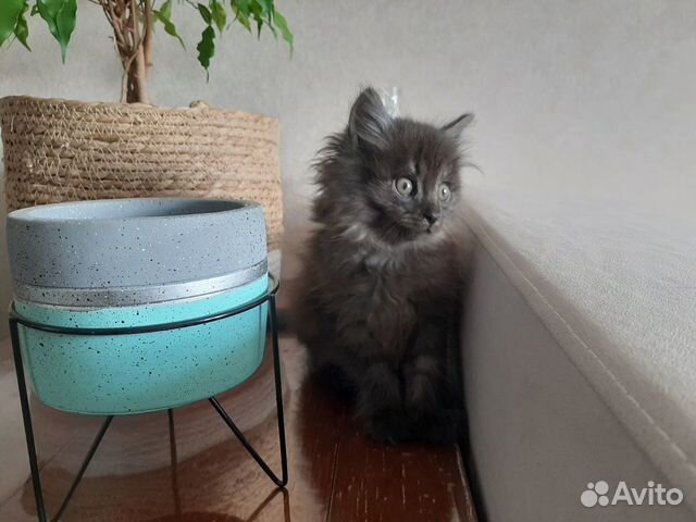 Очаровательный котёнок Кот в дар