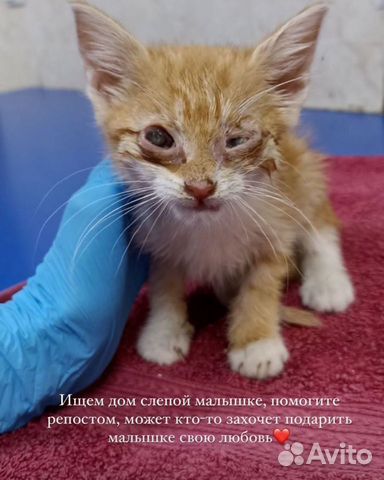 Слепой котенок