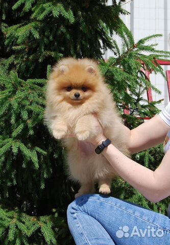 Щенки немецкого шпица