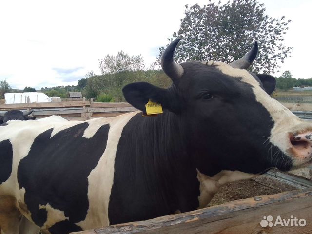 Бычки на племя голштинской породы