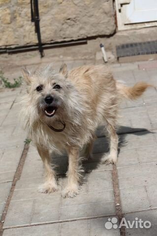 Отдам маленькую собаку