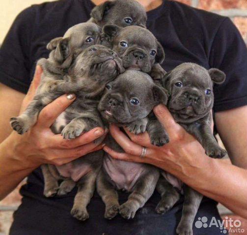 Булочки голубенькие