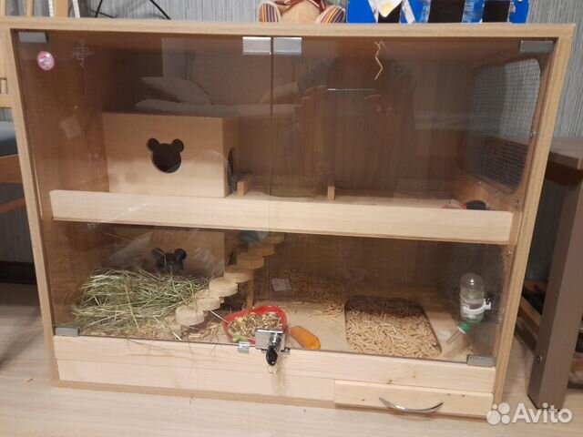 Морская свинка скинни