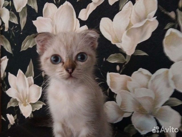 Тайские,шотландские вислоухие котята